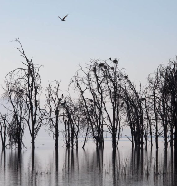 Twilight Flight – BOTTA